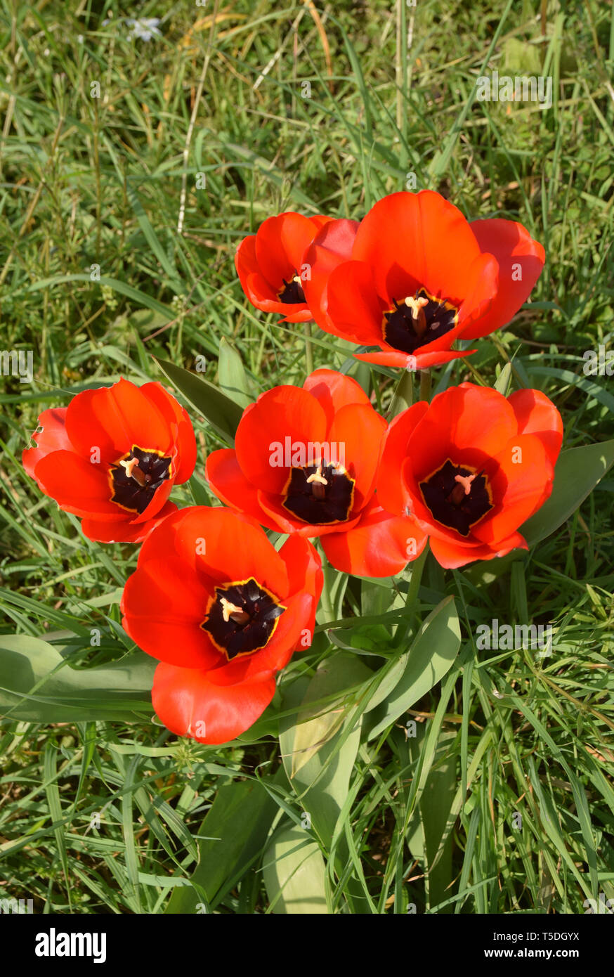 Dead poppies flowers hi-res stock photography and images - Alamy