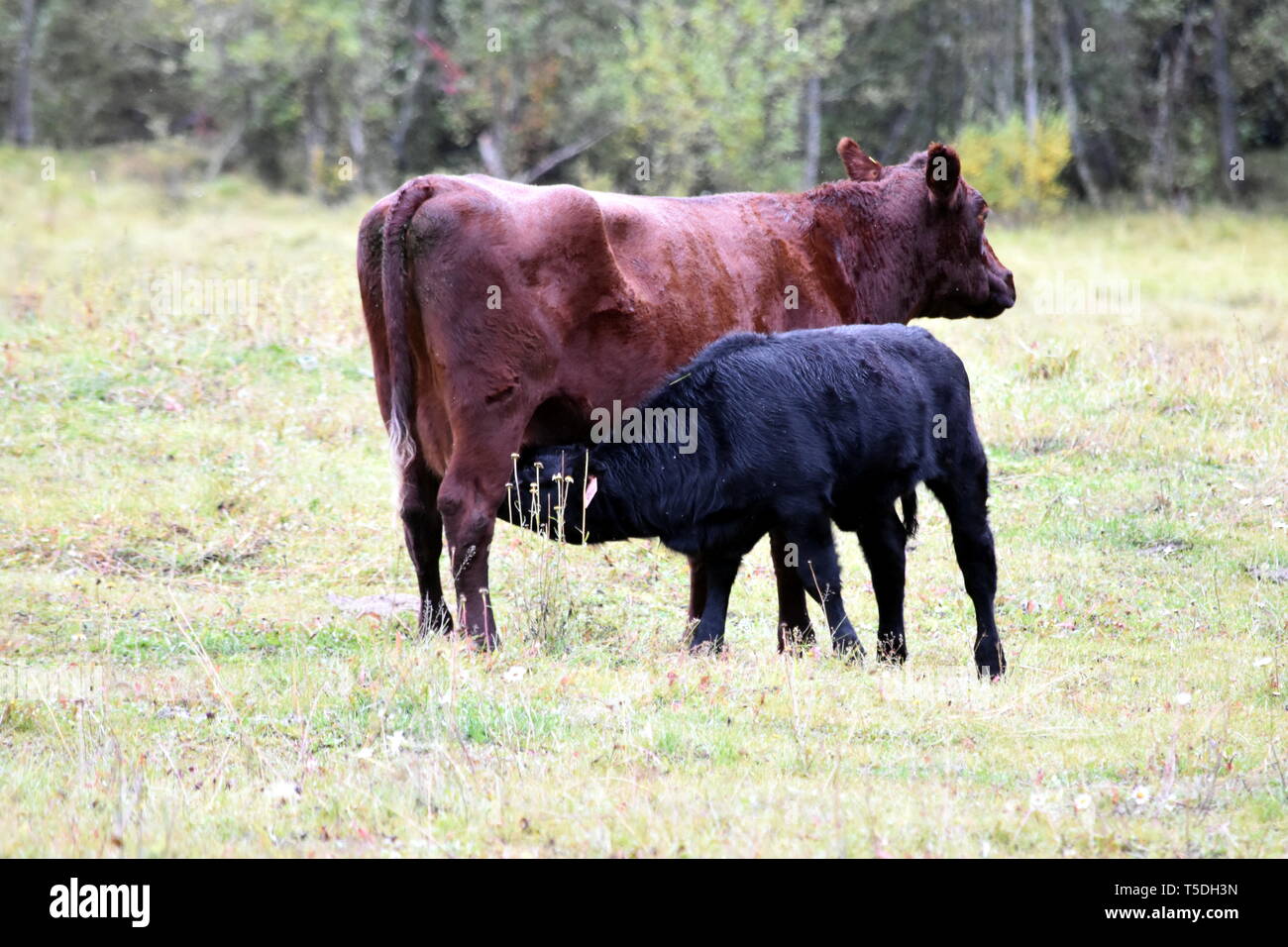 Fat cow hi-res stock photography and images - Alamy