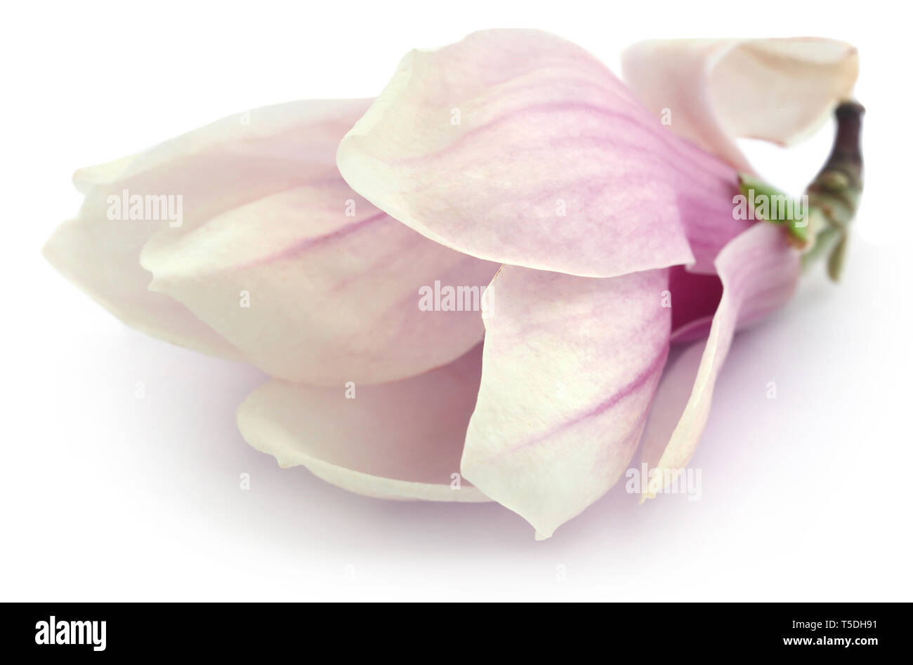Magnolia flower over white background Stock Photo - Alamy