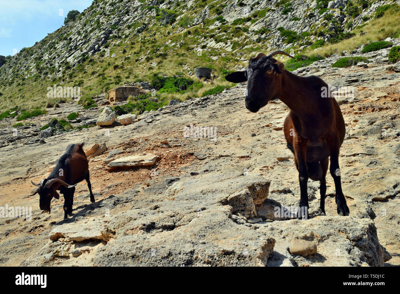 Two wild tamed goat is looking and walking on the hill in Formentor ...
