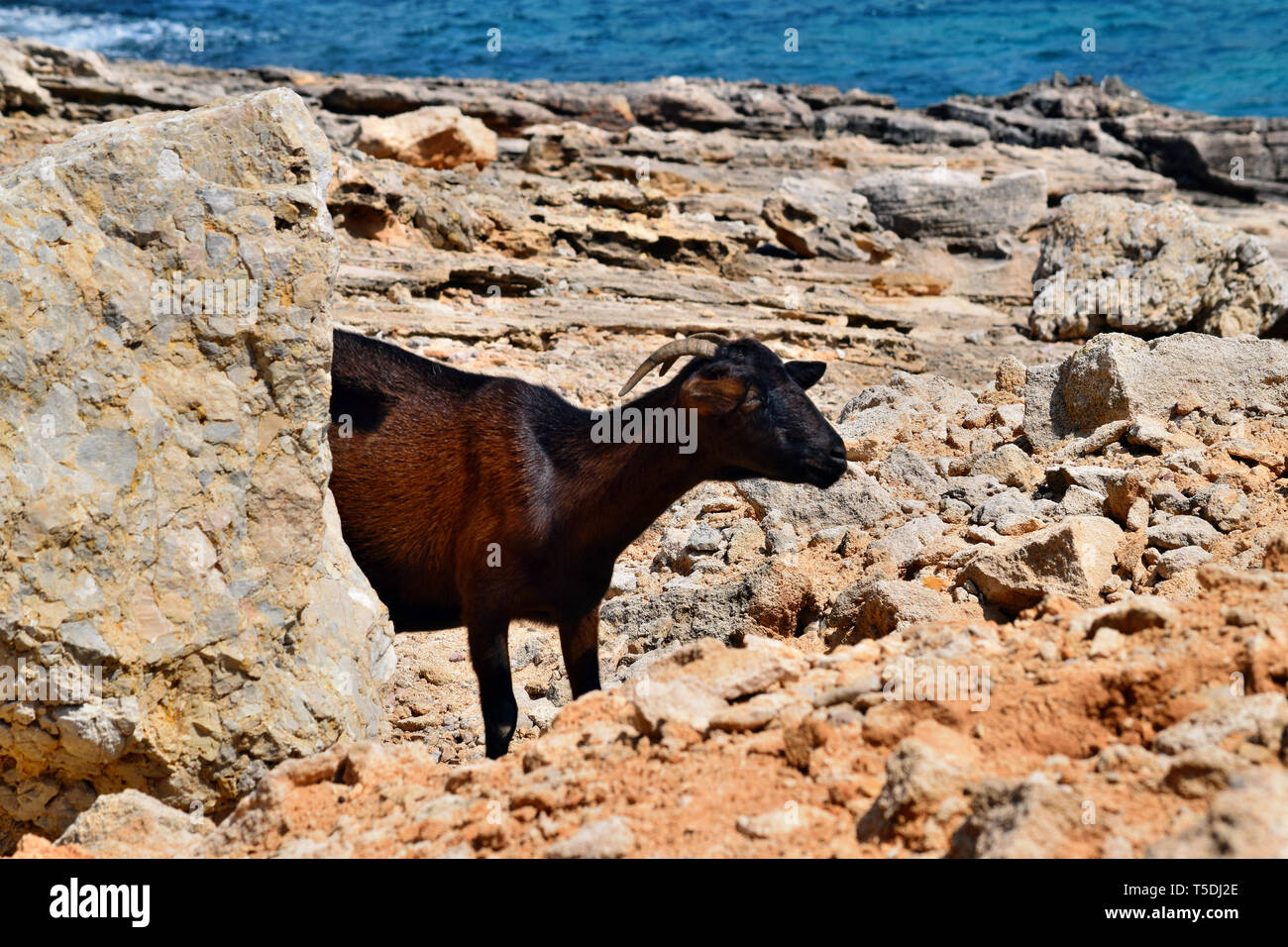 Walking goat on the beach hi-res stock photography and images - Alamy