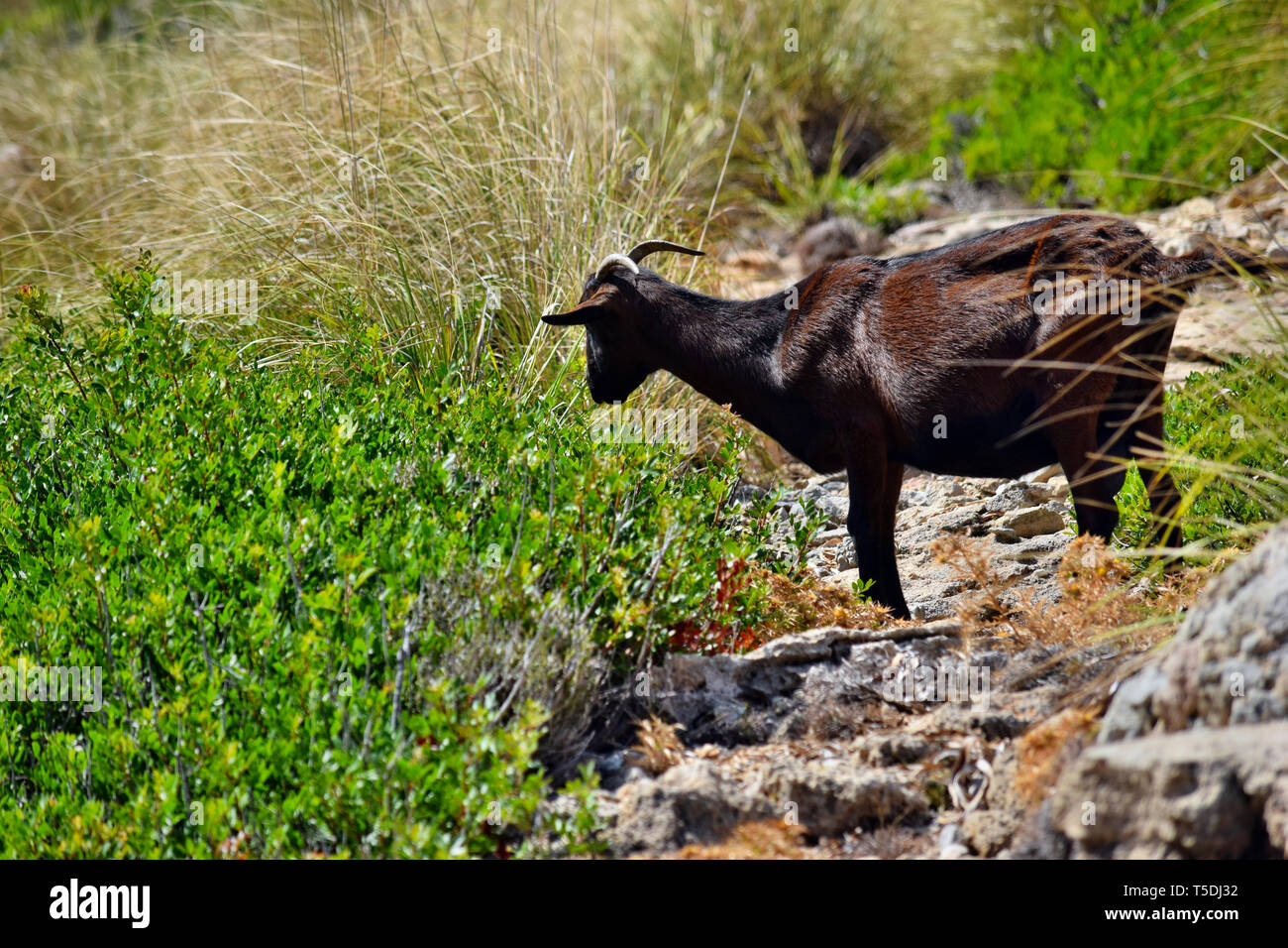 Tamed goat hi-res stock photography and images - Alamy