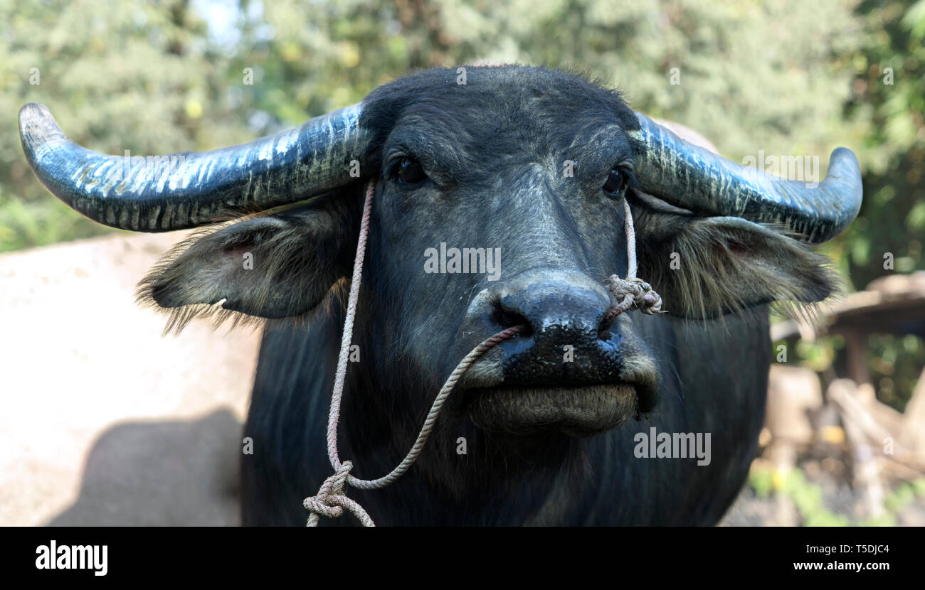 black water buffalo portrait Stock Photo - Alamy