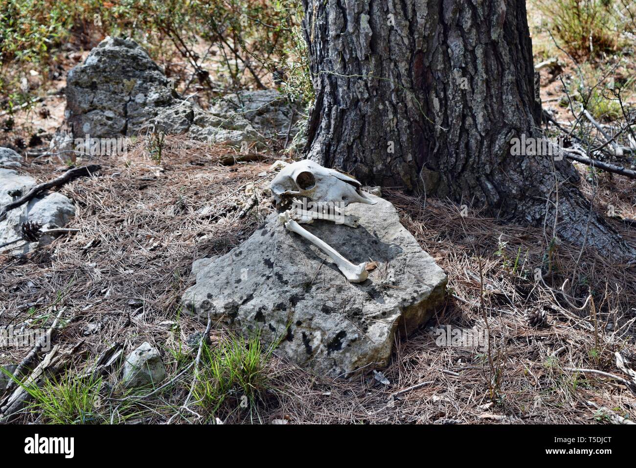 Real sheep skull hi-res stock photography and images - Alamy