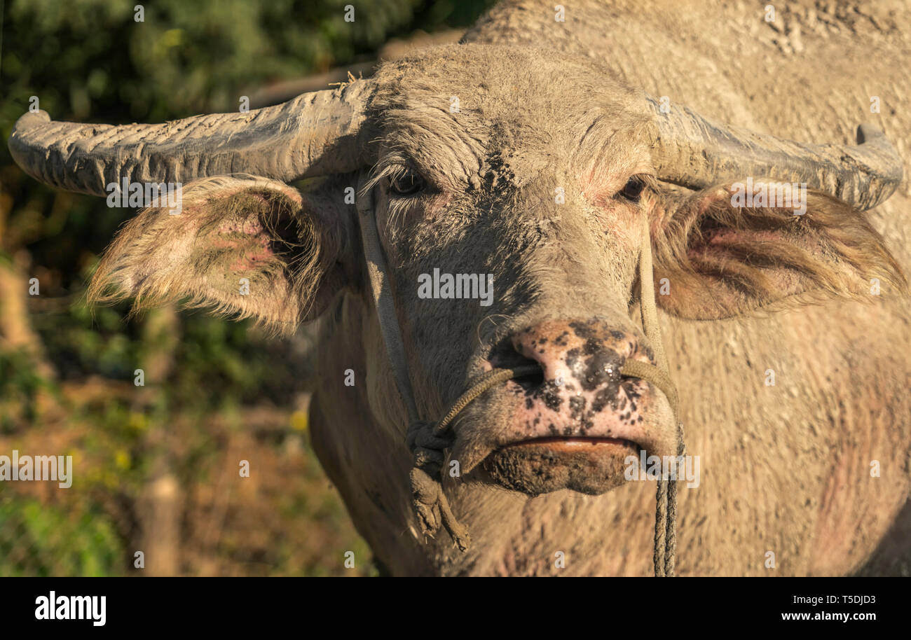 Muddy water buffalo hi-res stock photography and images - Alamy