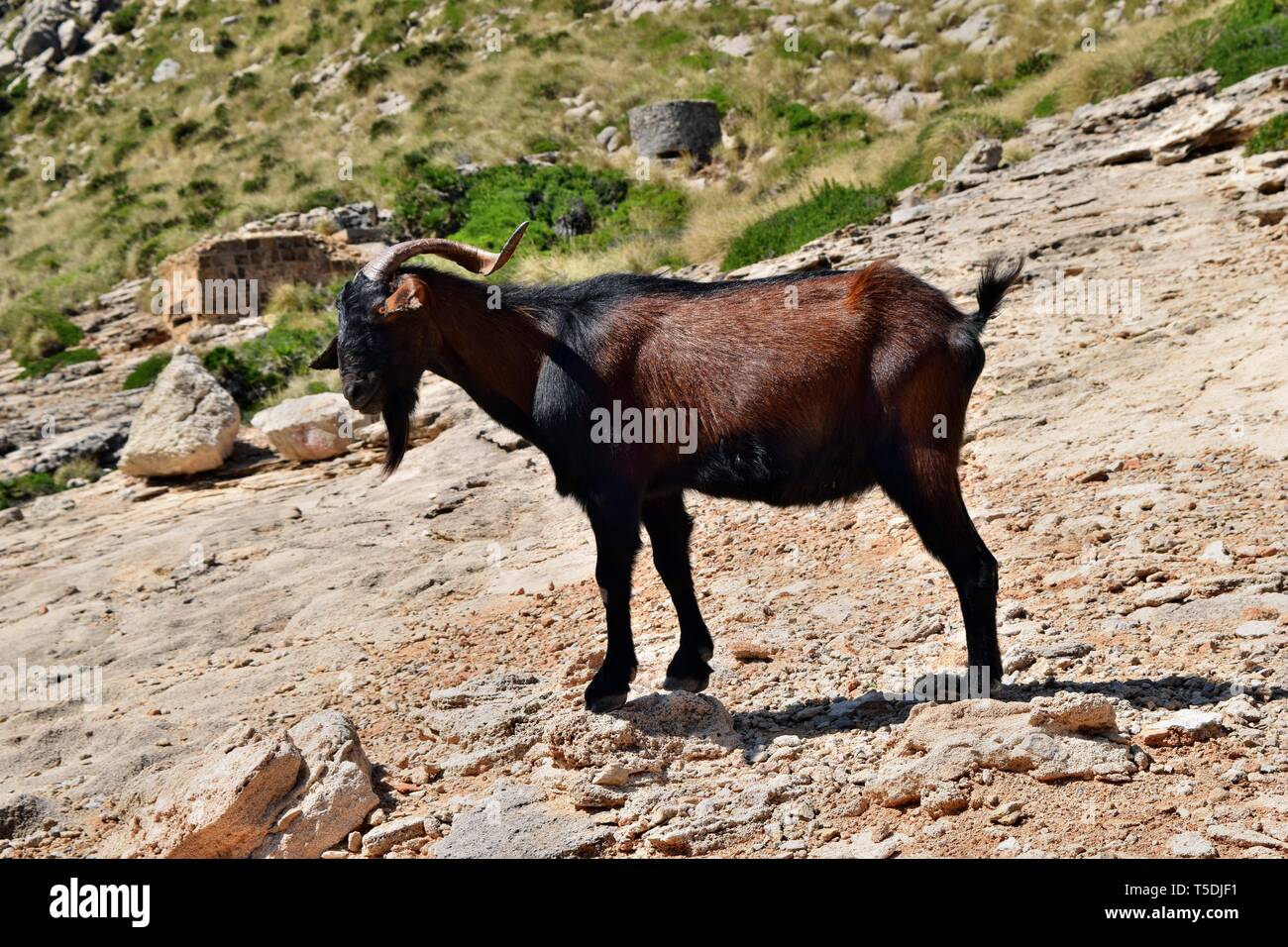 Wild tamed goat is looking and walking on the hill in Formentor ...