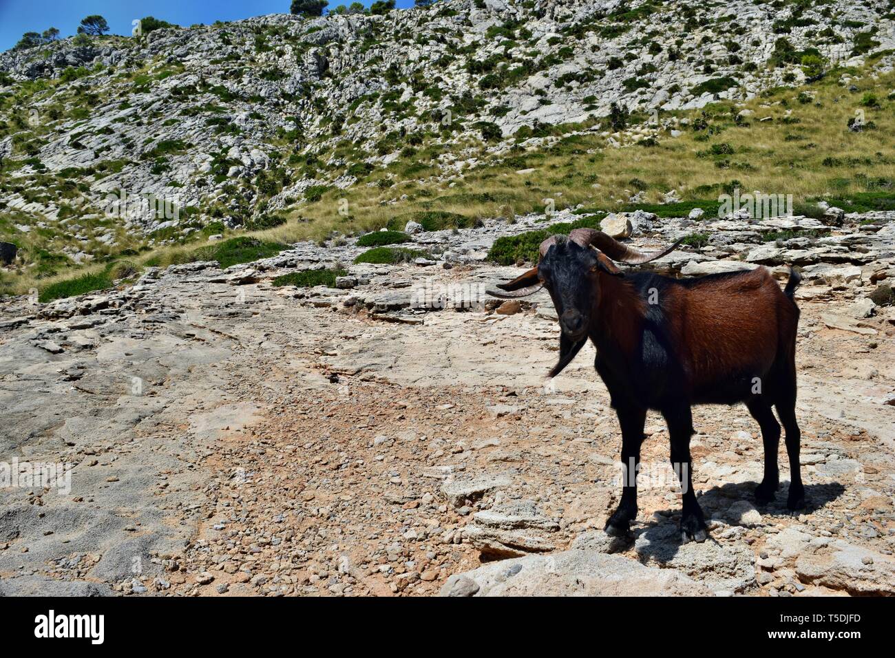 Wild tamed goat is looking and walking on the hill in Formentor ...