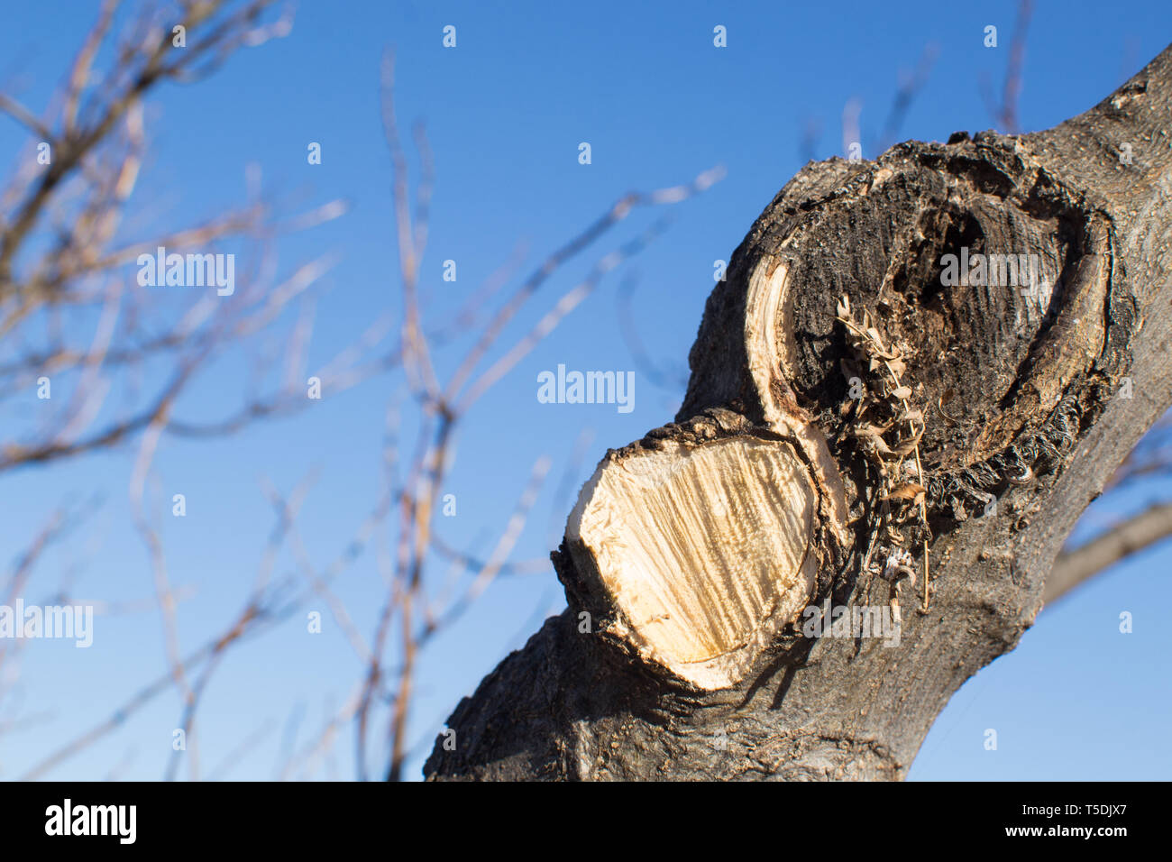 Citrus tree trunk after some intensive pruning Stock Photo - Alamy