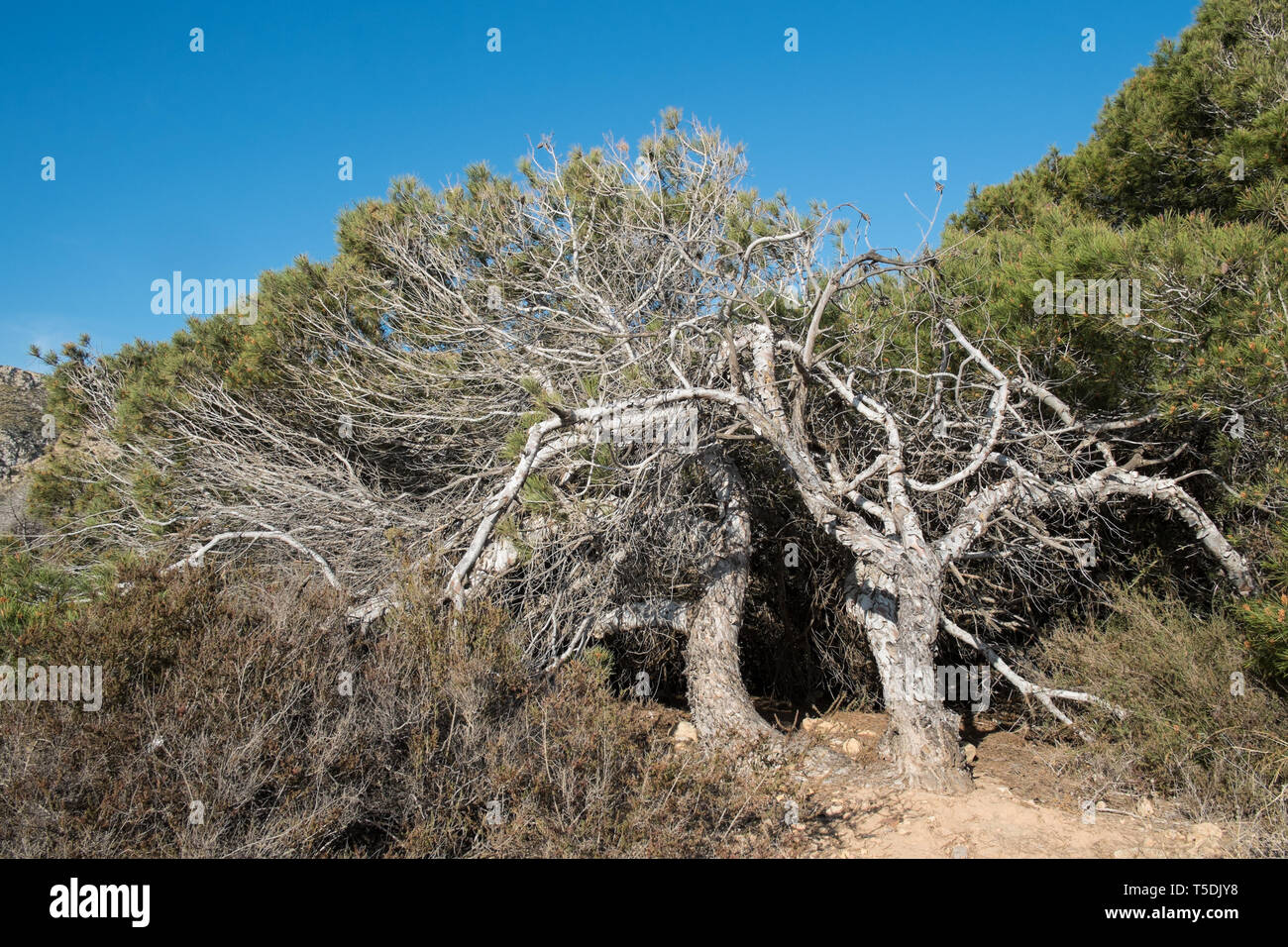 Windswept pine trees blown by the winds from the ocean Stock Photo - Alamy