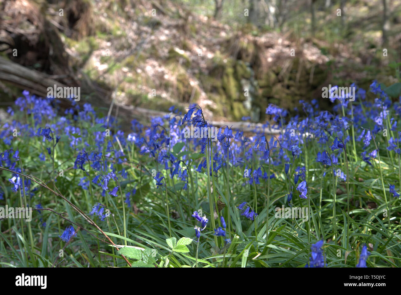 Woodland blue bells hi-res stock photography and images - Alamy