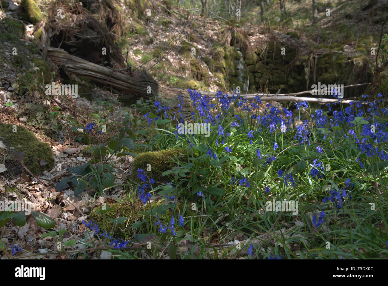 Woodland Blue bells Stock Photo - Alamy