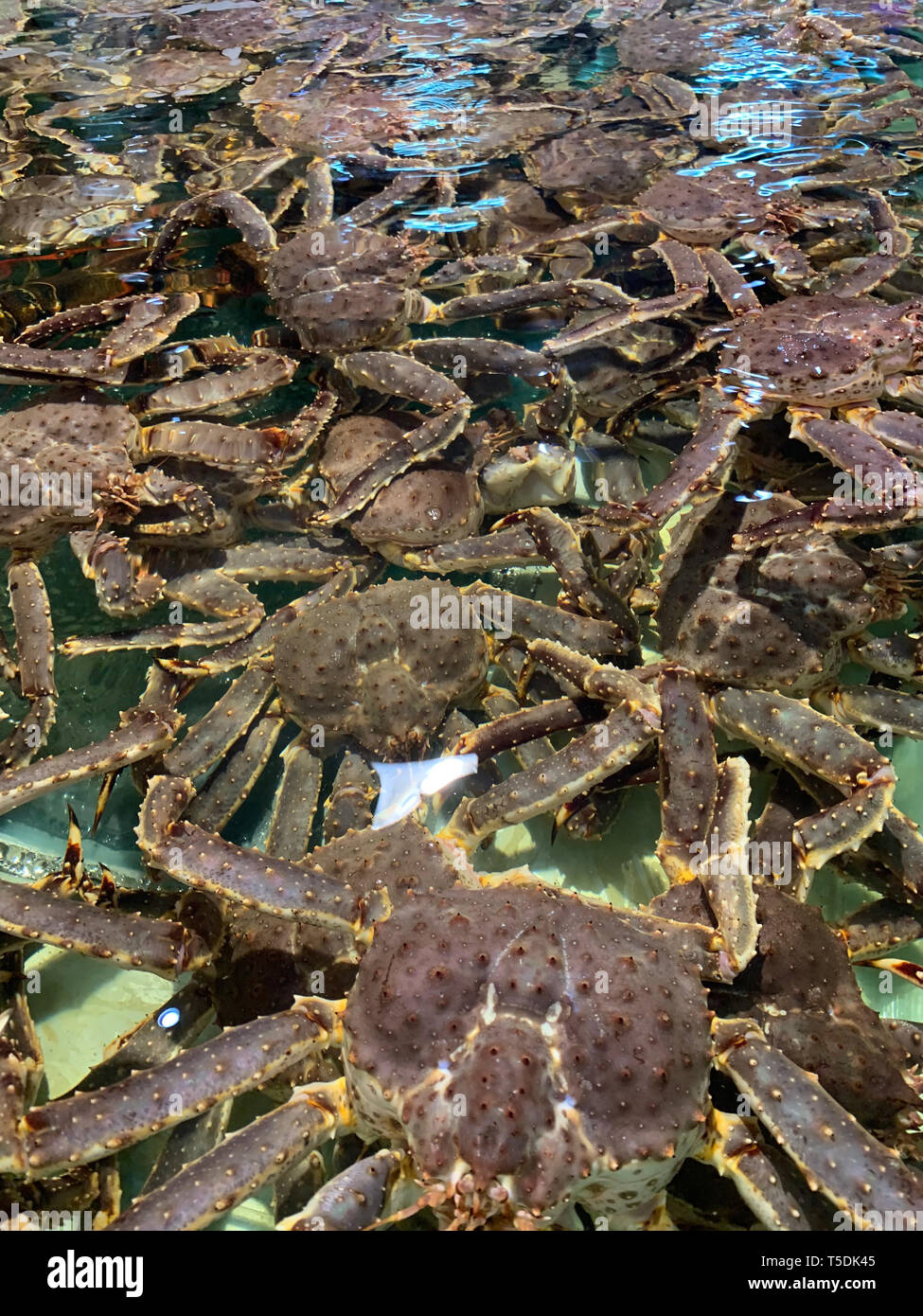 Lots of crabs in the restaurant's water tank Stock Photo - Alamy