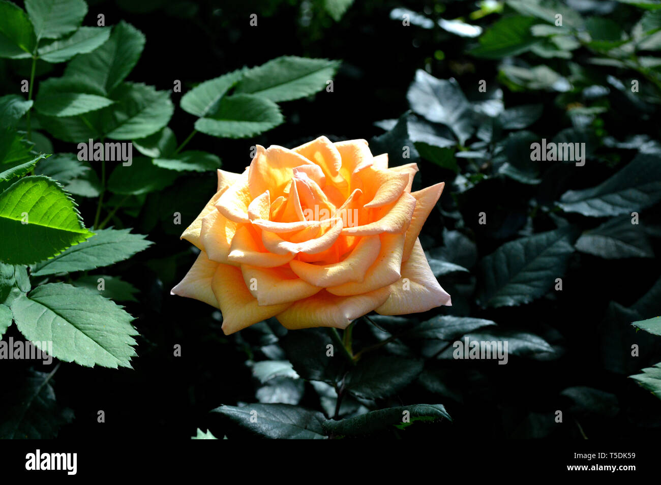 Miniature orange rose hi-res stock photography and images - Alamy