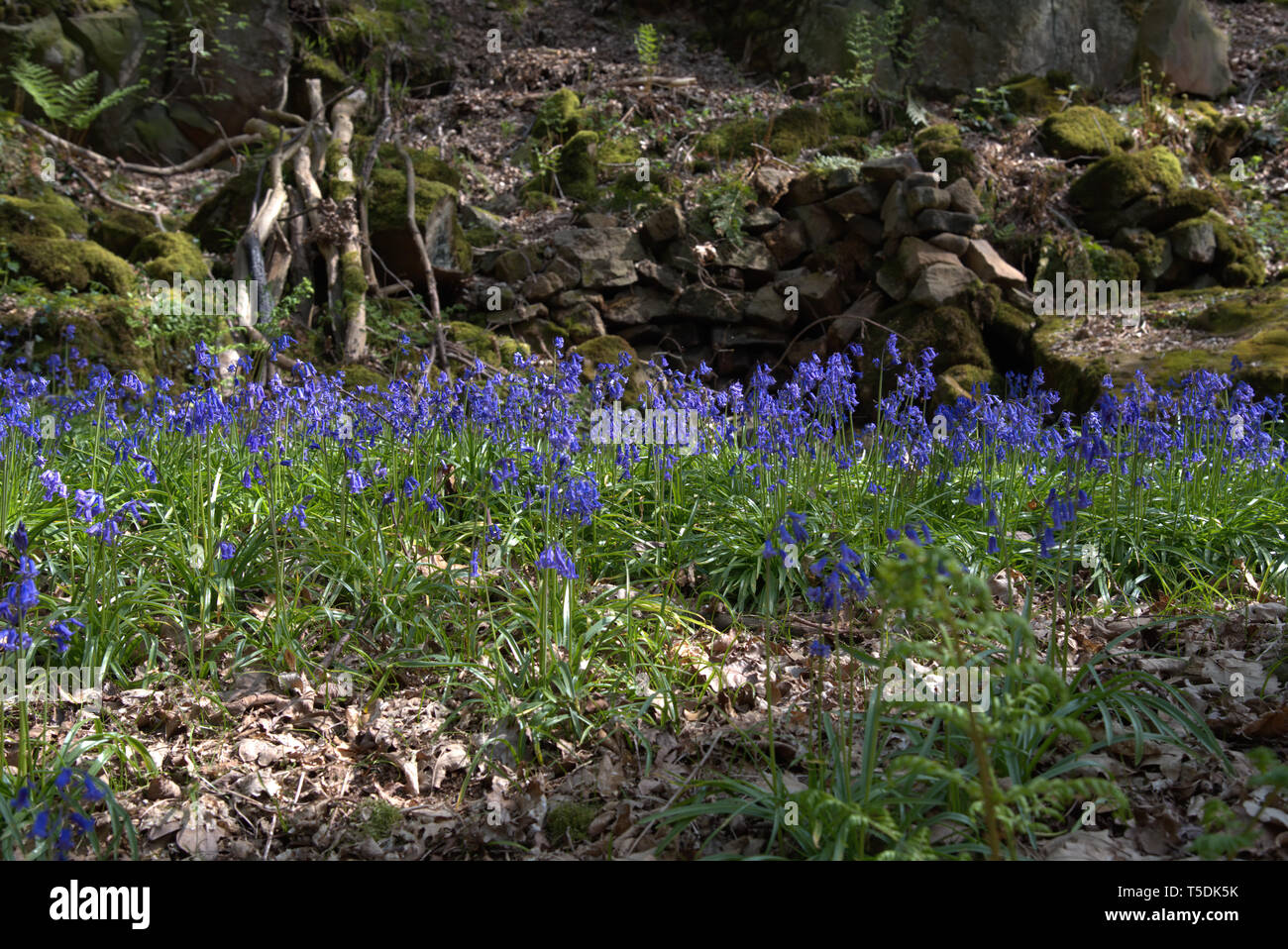 Woodland blue bells hi-res stock photography and images - Alamy