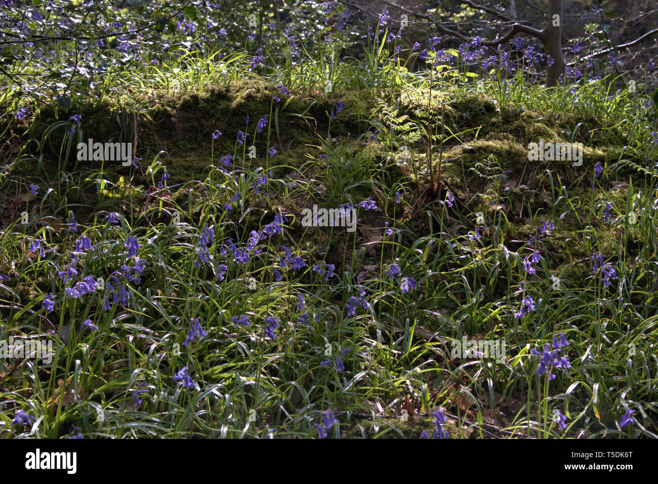 Woodland blue bells hi-res stock photography and images - Alamy
