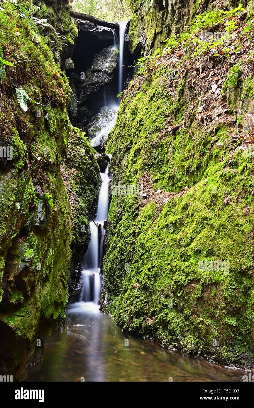 Beautiful nature background with stream and forest. Springtime in ...