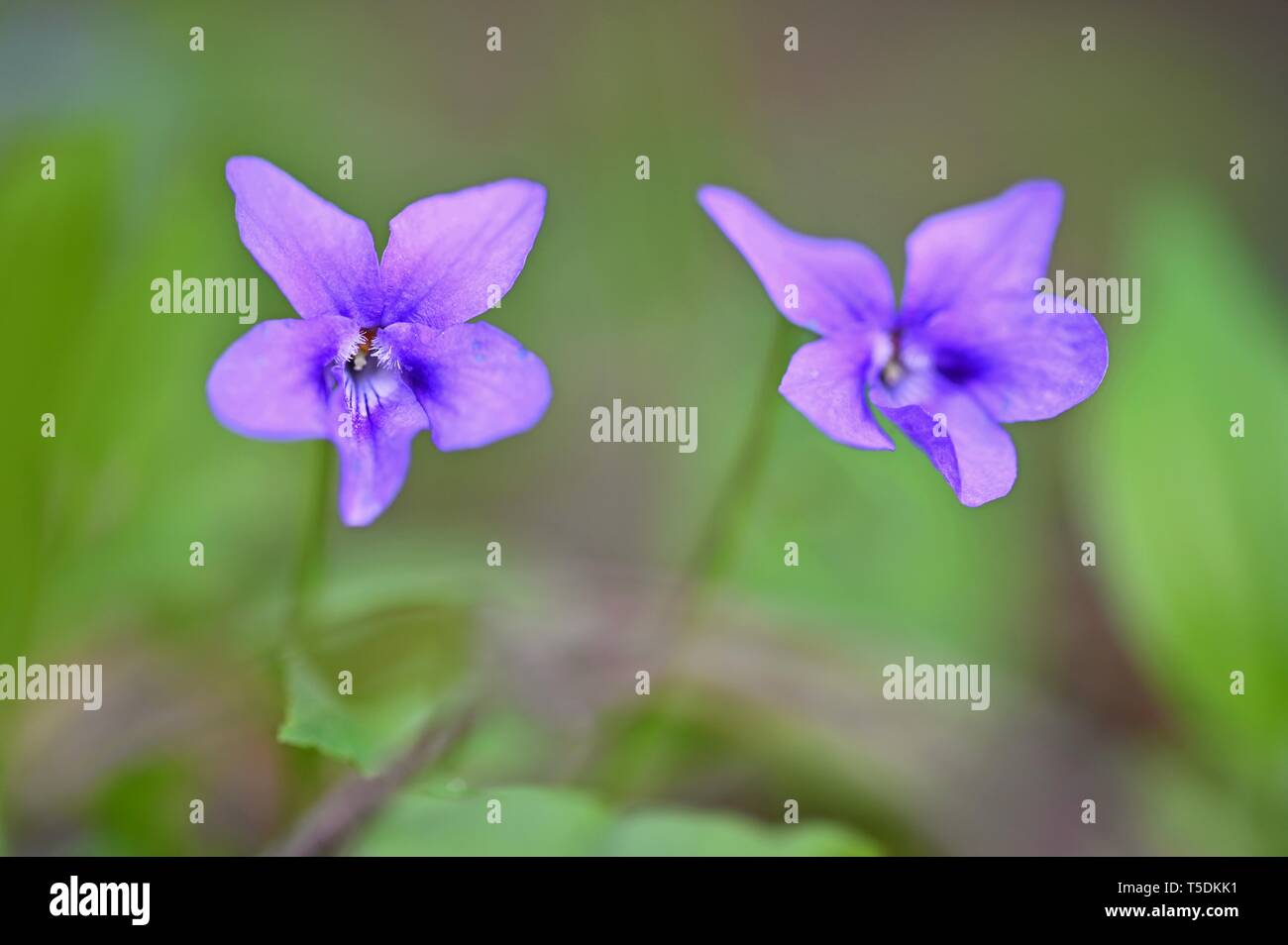 Beautiful spring purple flowers in the grass. First spring flowers ...