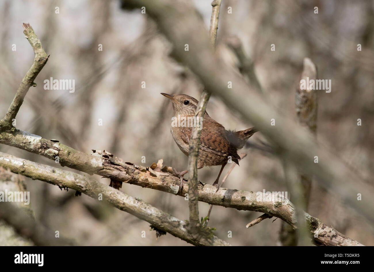 Uk woodland birds hi-res stock photography and images - Alamy