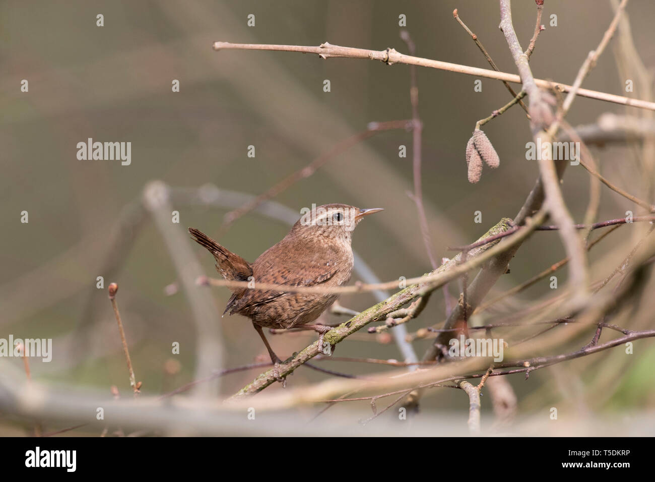 Uk woodland birds hi-res stock photography and images - Alamy