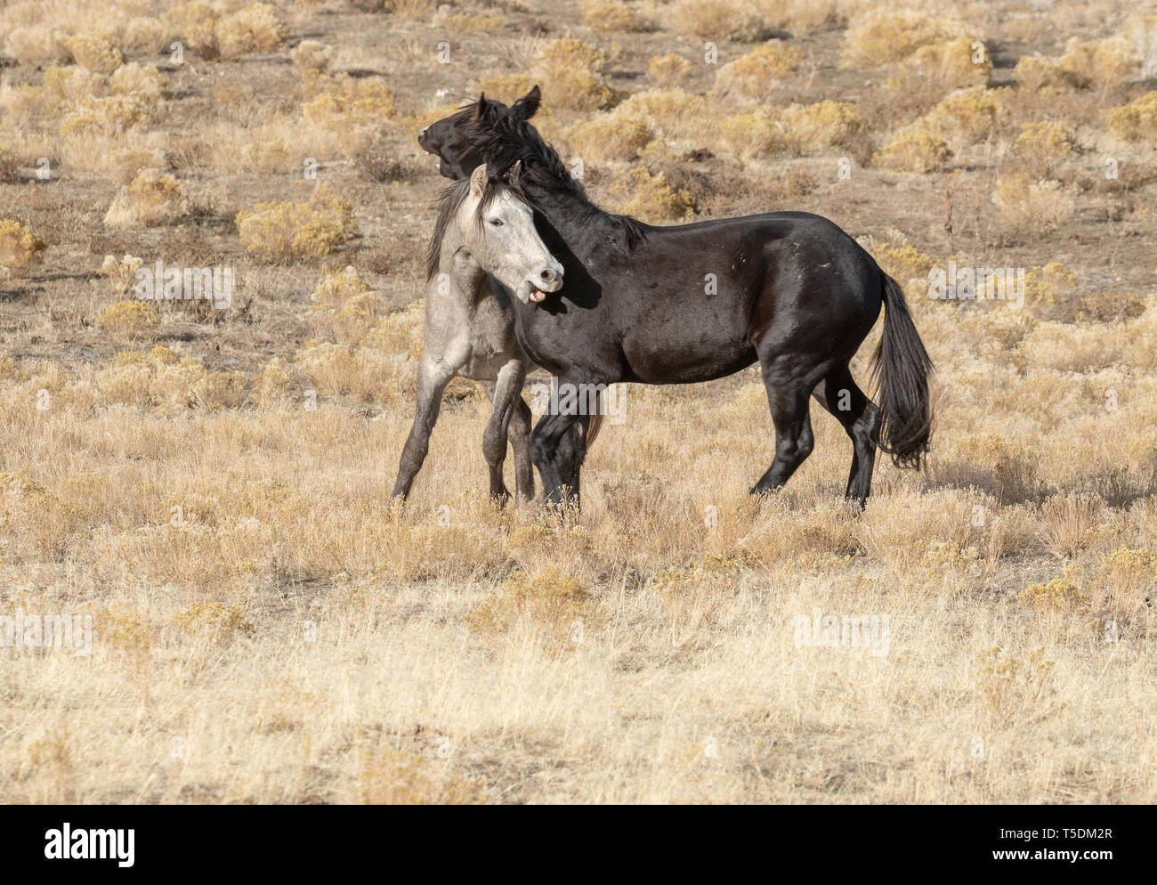 Wild Horse Stallions Fighting Stock Photo - Alamy