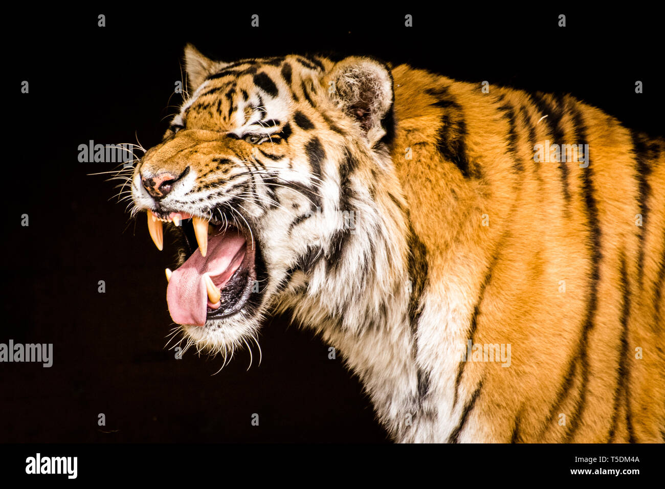 Tiger Side View Roar
