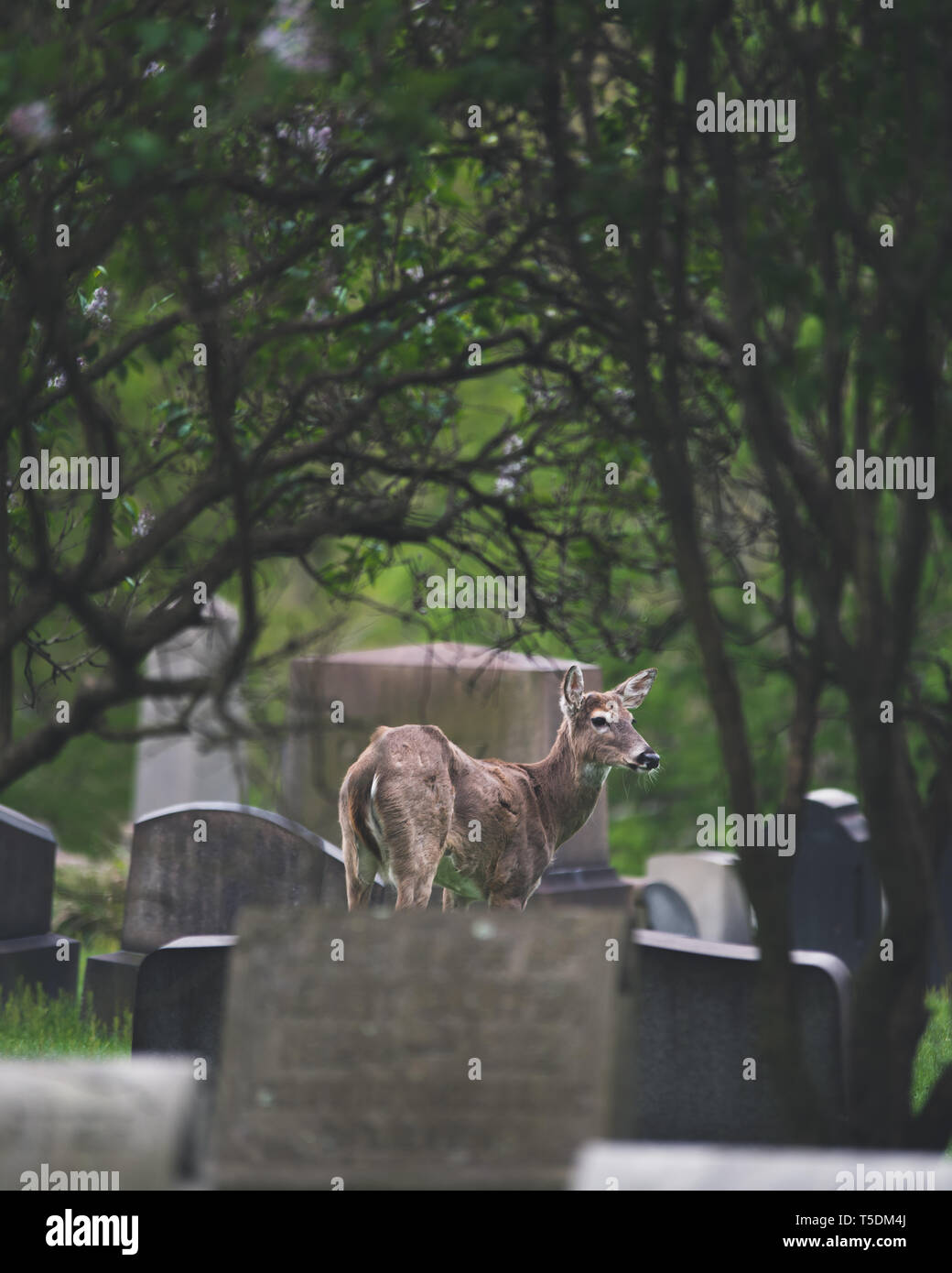 Homewood cemetery pittsburgh hi-res stock photography and images - Alamy
