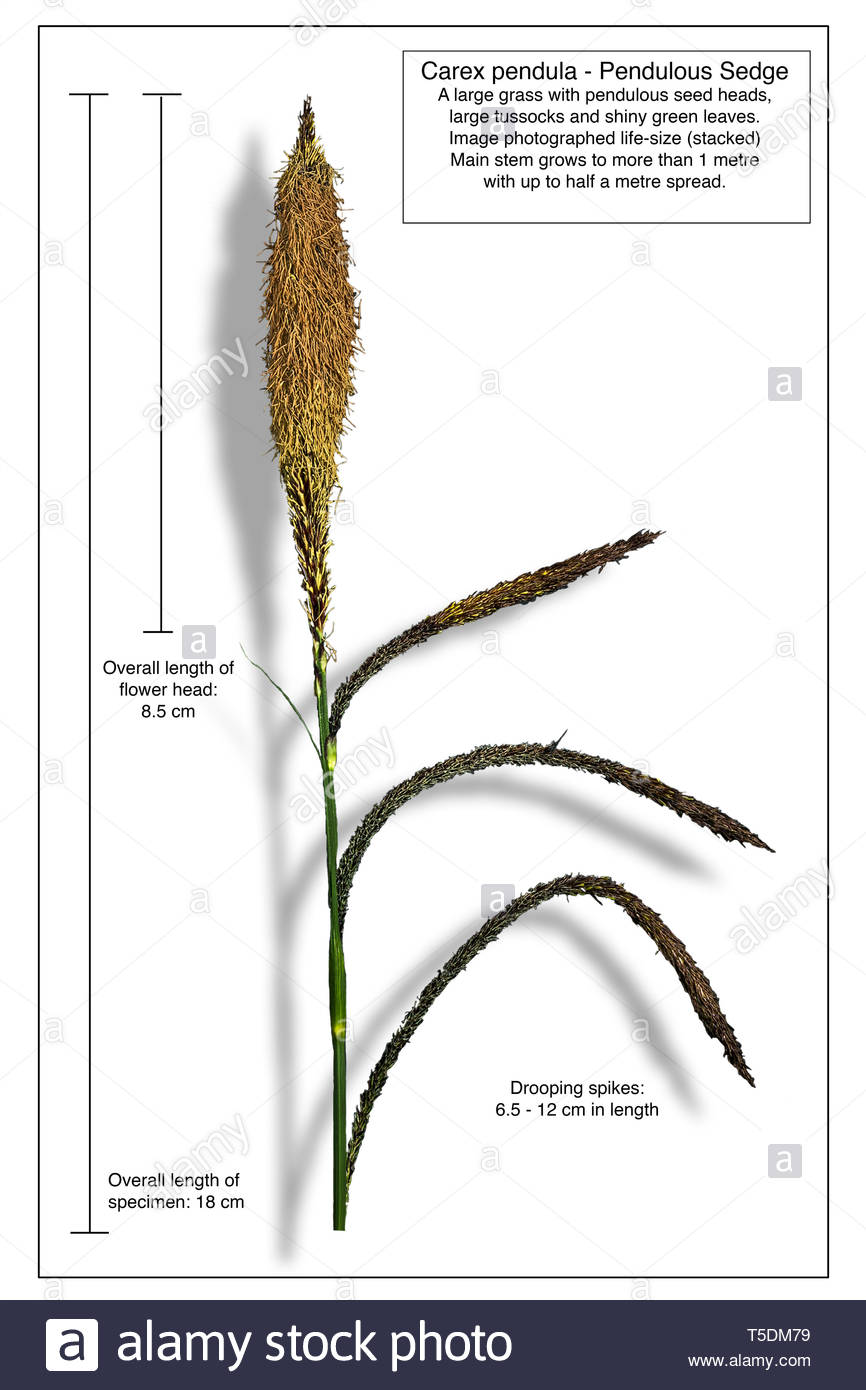 Pendulous Sedge Stock Photos & Pendulous Sedge Stock Images - Alamy