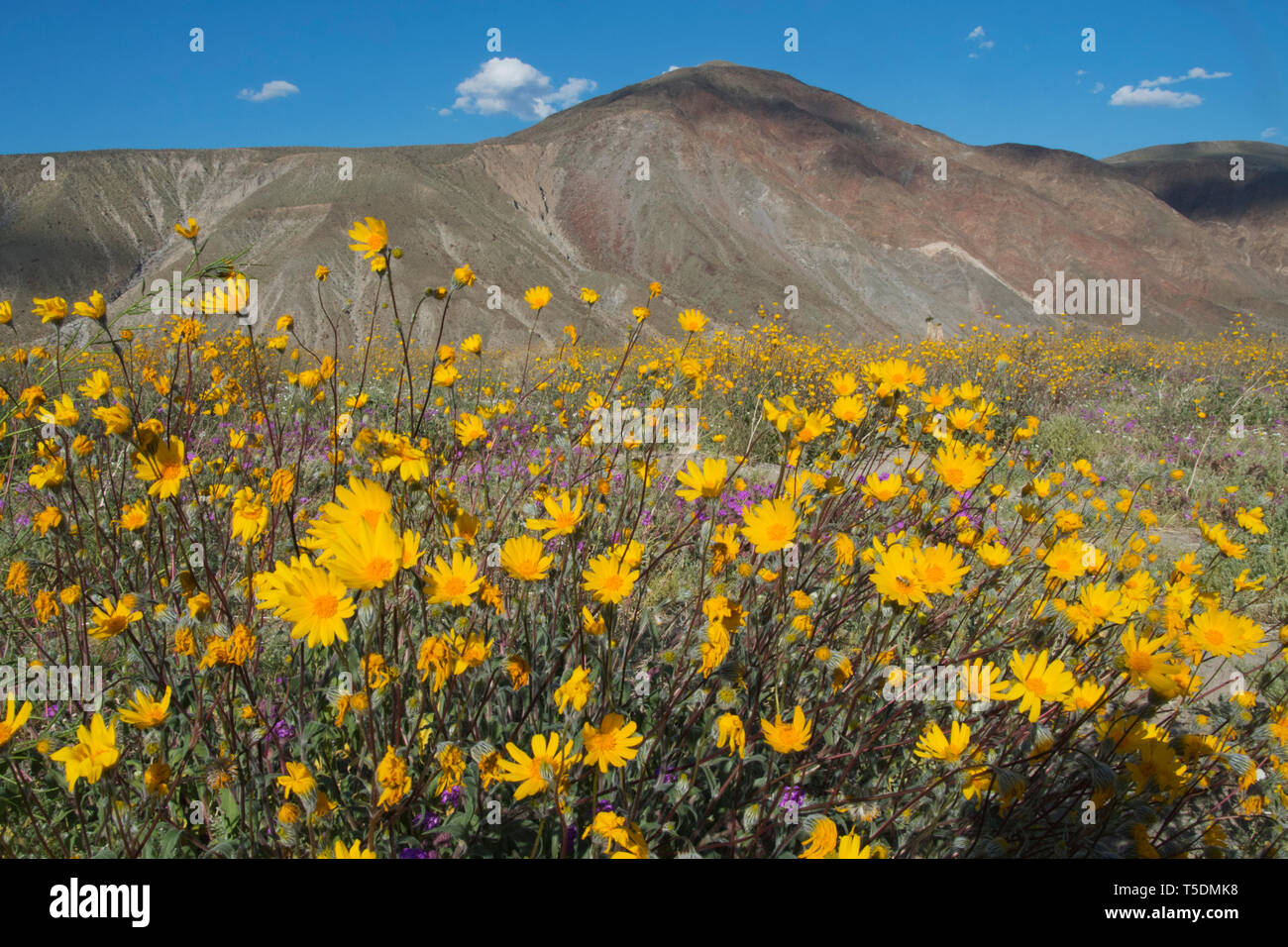 Super-bloom, abundant Desert Sunflowers (Geraea canescens) in bloom ...