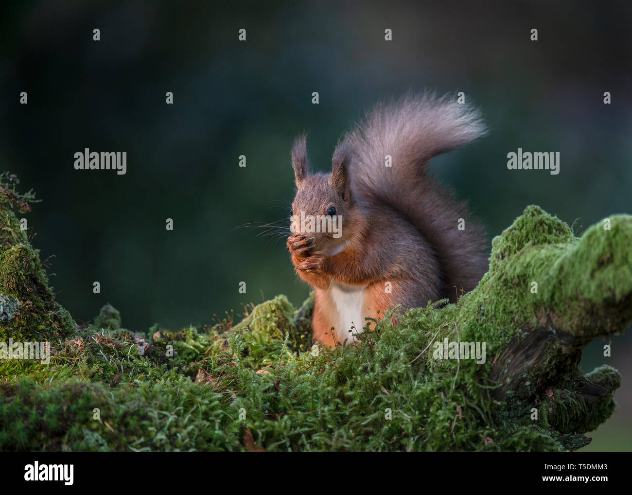 Scottish red squirrel hi-res stock photography and images - Alamy