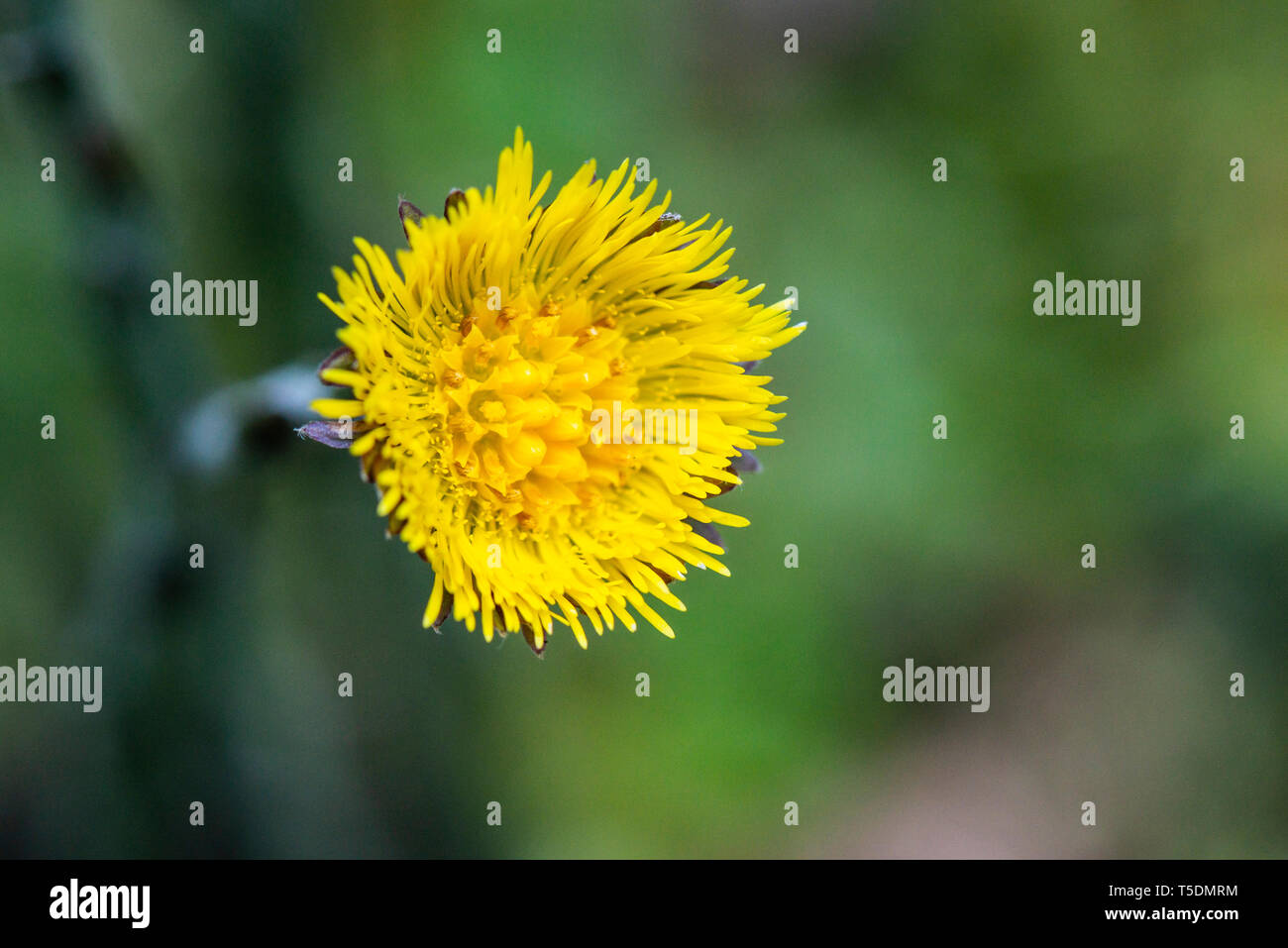 A close up of the flower of a coltsfoot (Tussilago farfara Stock Photo ...
