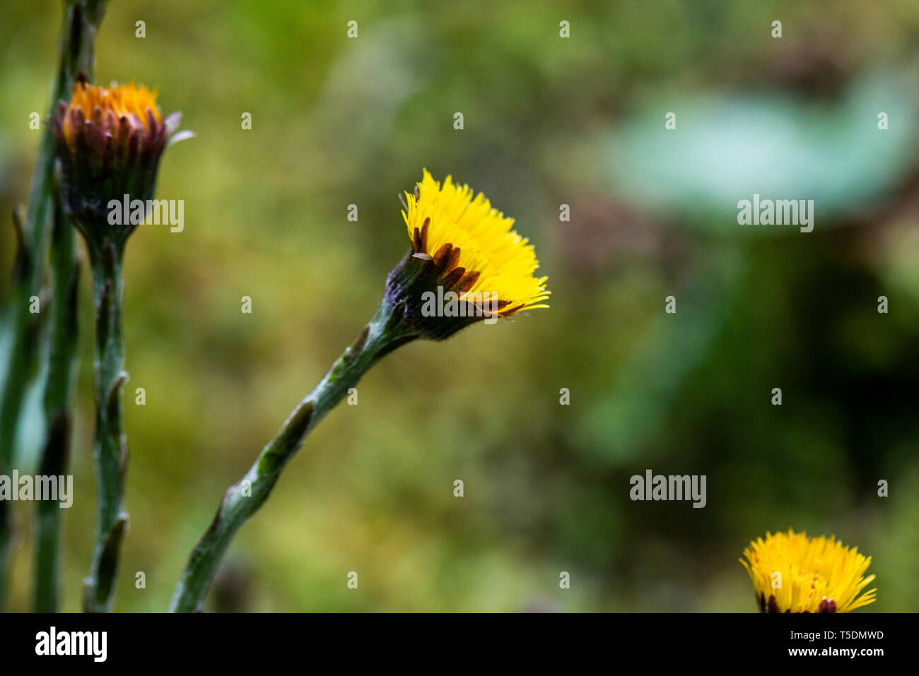 The flower of a coltsfoot (Tussilago farfara Stock Photo - Alamy