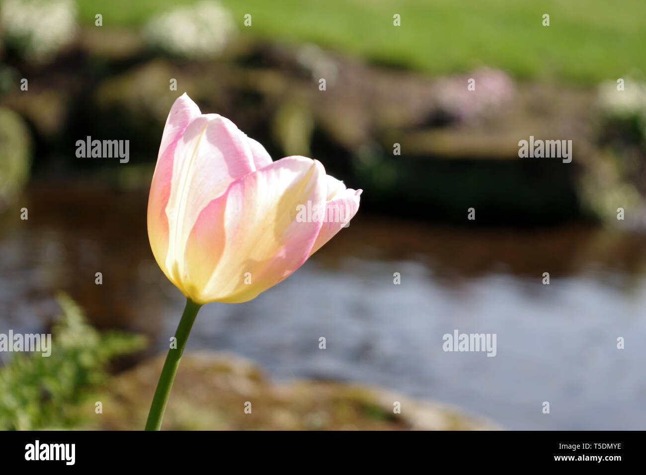 Lone tulip in the sunshine of Dalmuir Park, Dalmuir, Clydebank Stock ...