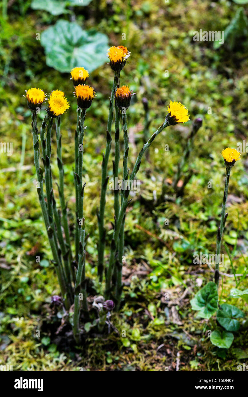 The flowers of a coltsfoot (Tussilago farfara Stock Photo - Alamy