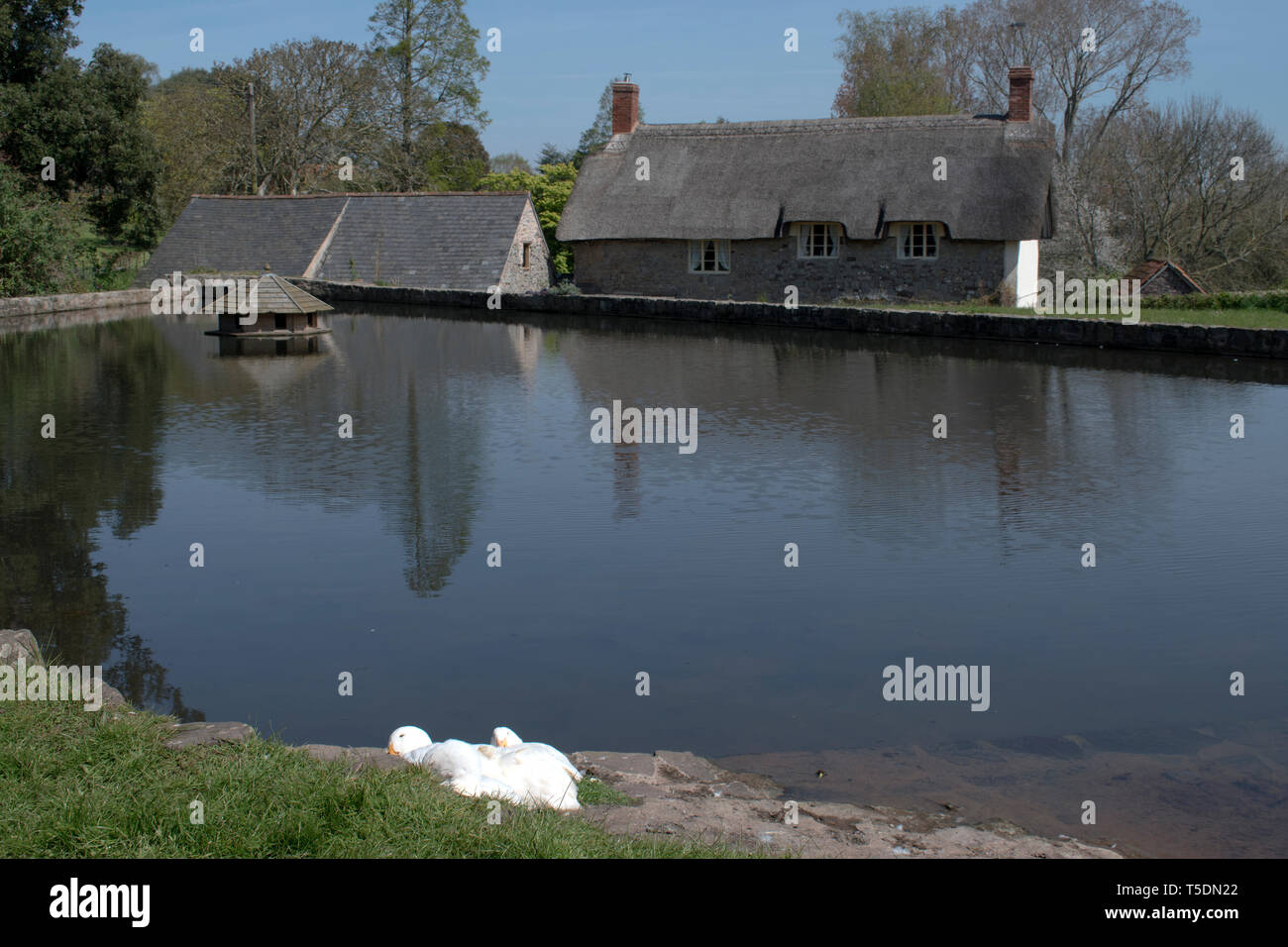 Duck pond pretty traditional English village in West Country Quantock ...