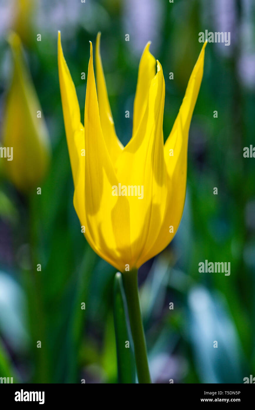 Pointy flower petals hi-res stock photography and images - Alamy