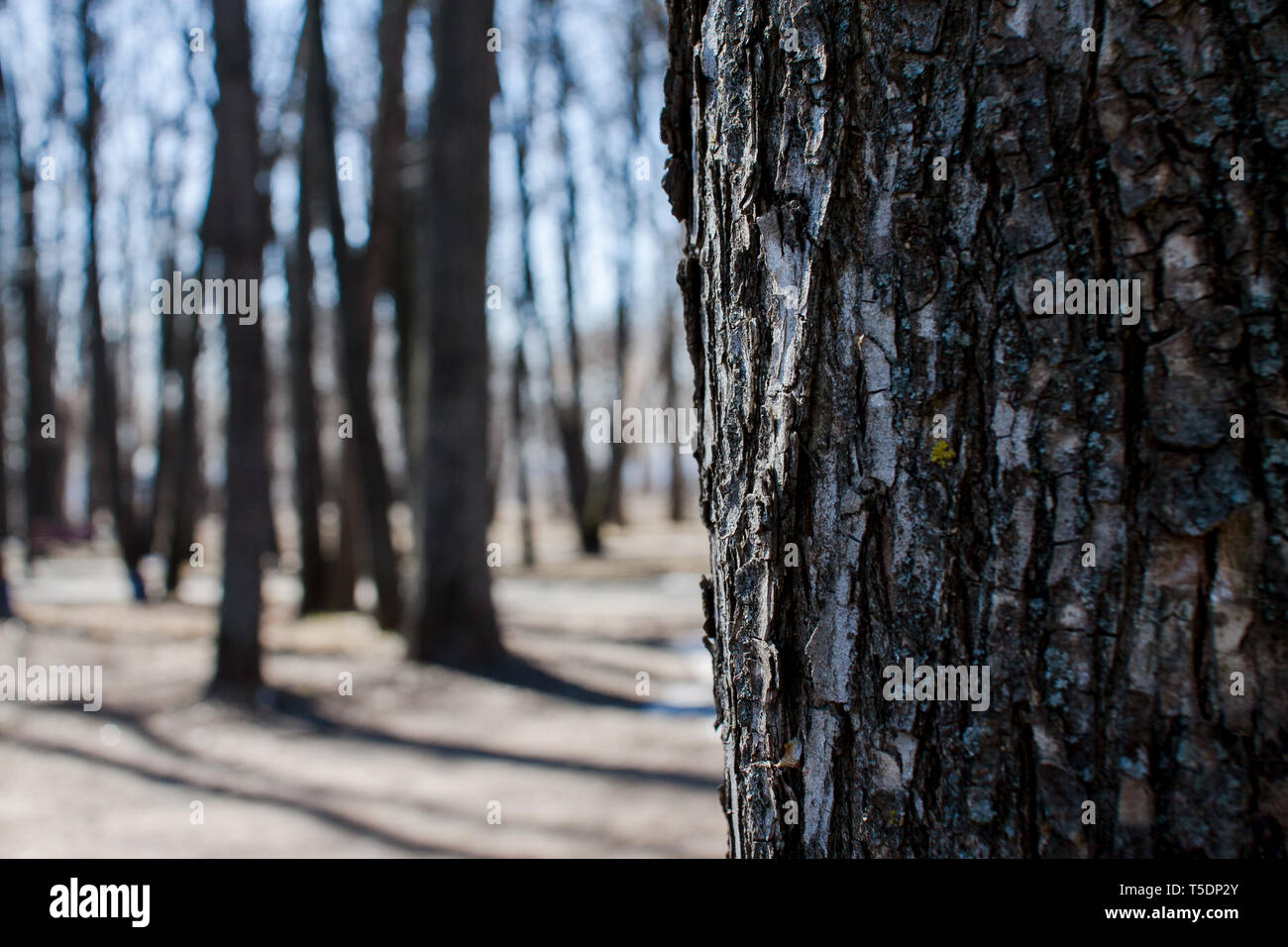 textured tree trunks in spring park Stock Photo - Alamy