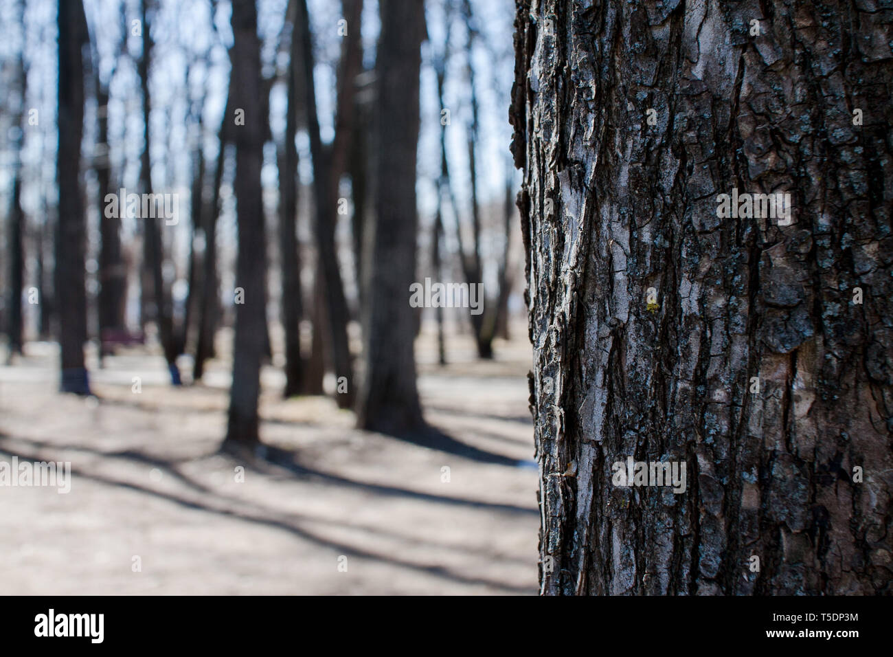 textured tree trunks in spring park Stock Photo - Alamy