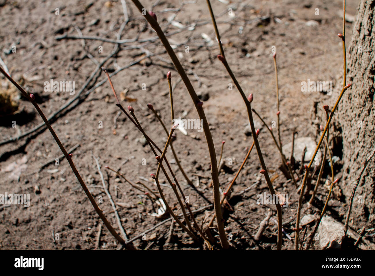 thin tree branches in the spring park Stock Photo - Alamy