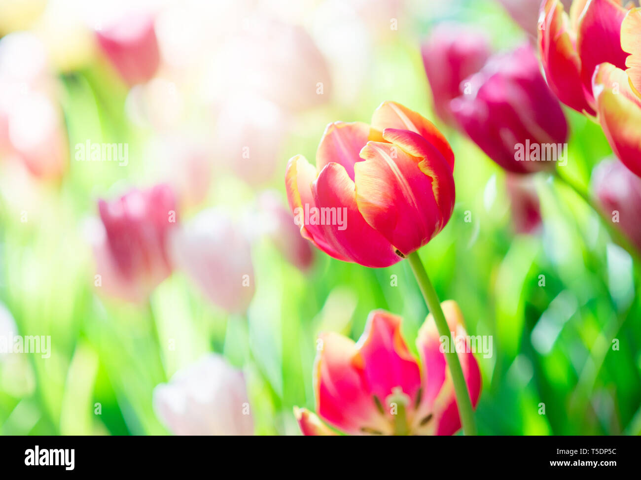 Tulip in spring with soft focus, unfocused blurred spring Tulip, bokeh ...