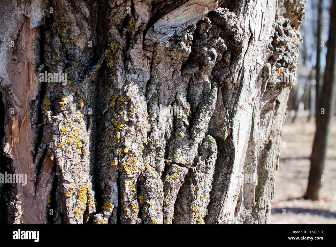 textured tree trunks in spring park Stock Photo - Alamy