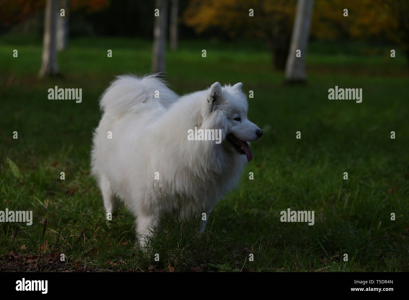 Samoyedskaya sabaka hi-res stock photography and images - Alamy