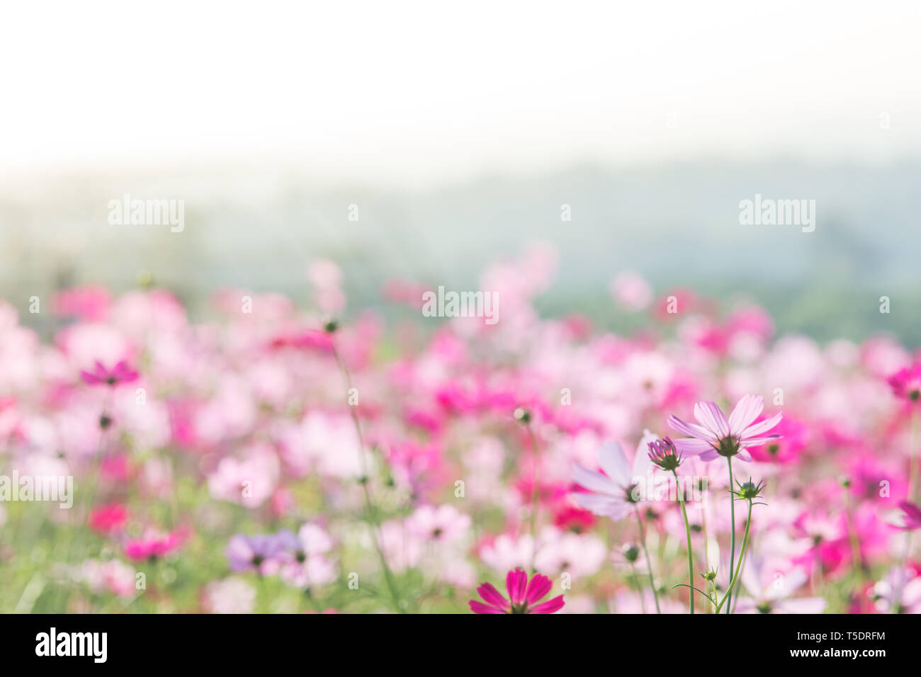 Cosmos flowers in nature, sweet background, blurry flower background ...