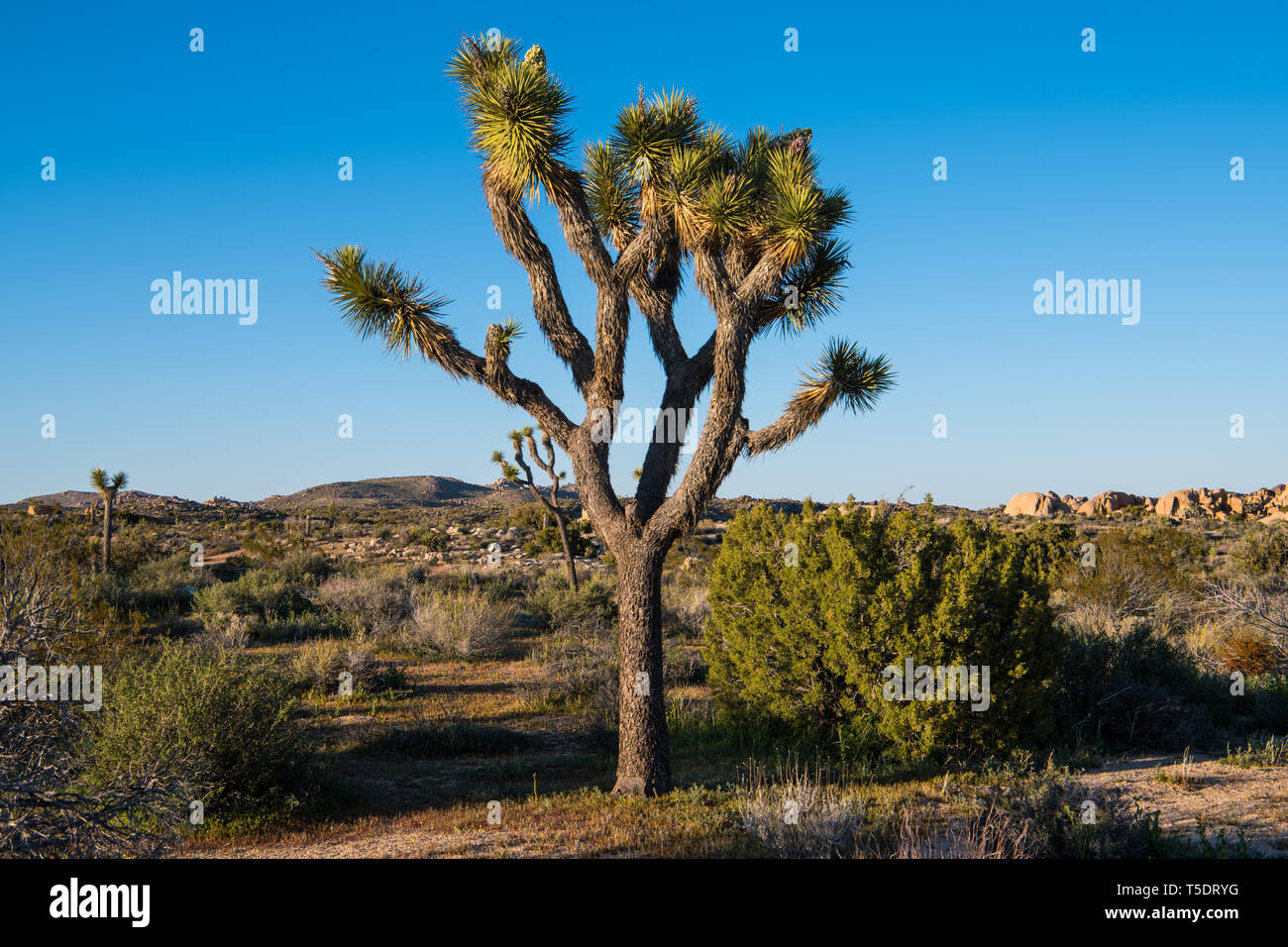 Joshua tree in the desert landscape of the Mojave Desert in Joshua Tree ...