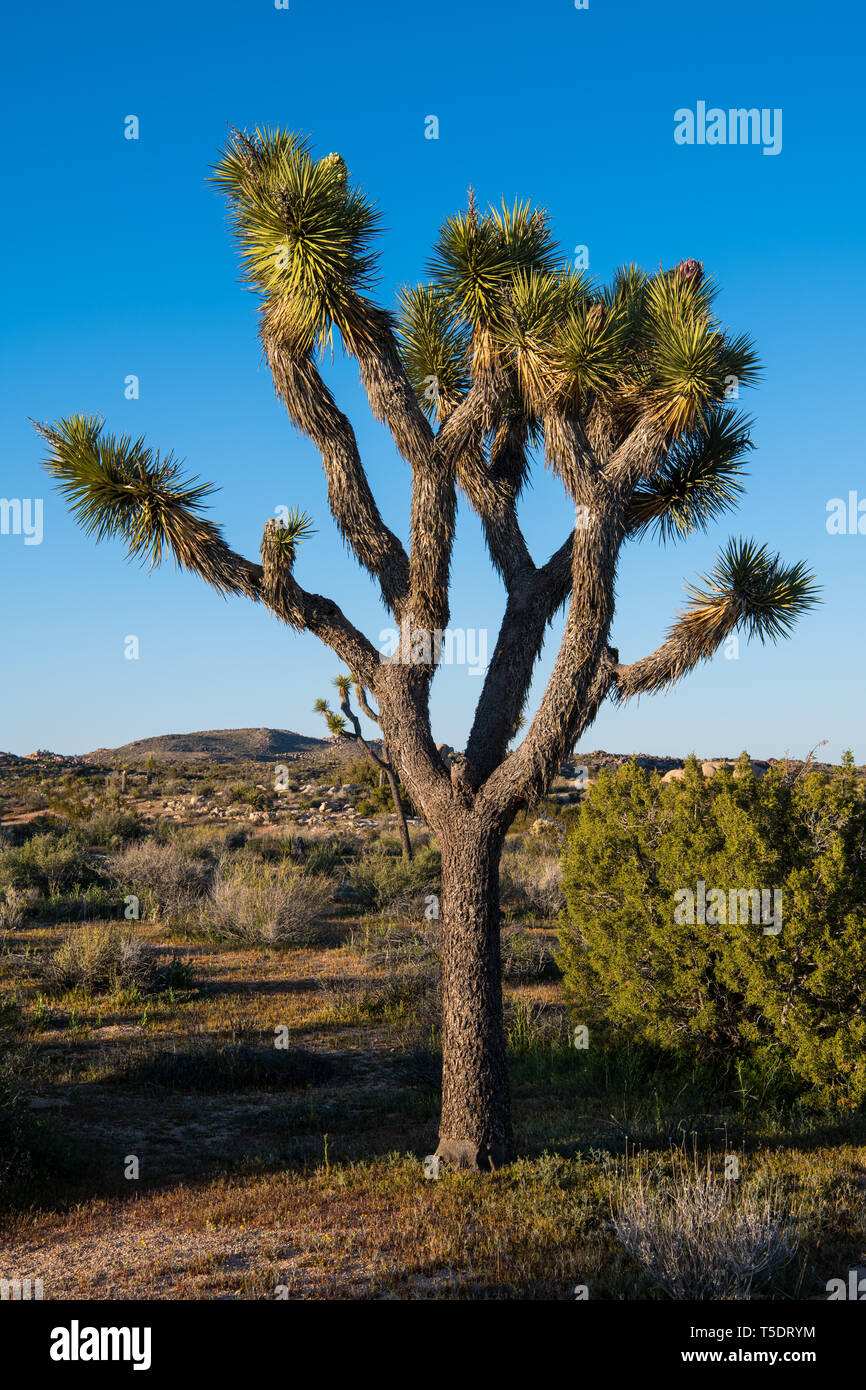 Joshua tree in the desert landscape of the Mojave Desert in Joshua Tree ...