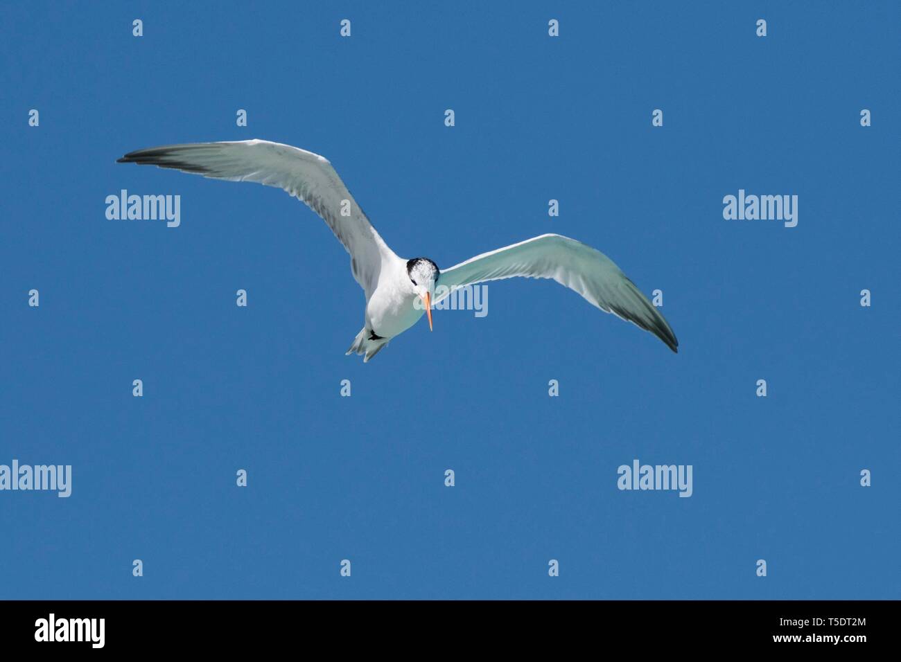 Royal Tern (Sterna maxima), flying, blue sky, Cayo Santa Maria, Cuba ...