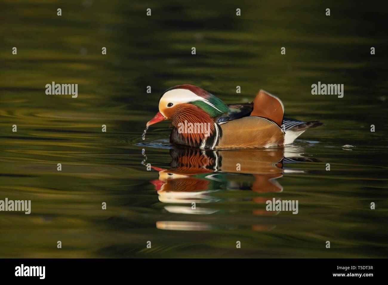 Mandarin duck (Aix galericulata), adult bird drinking on a lake ...