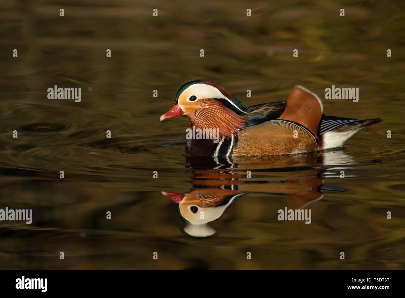 Mandarin duck (Aix galericulata) adult bird on a lake, Suffolk, England ...