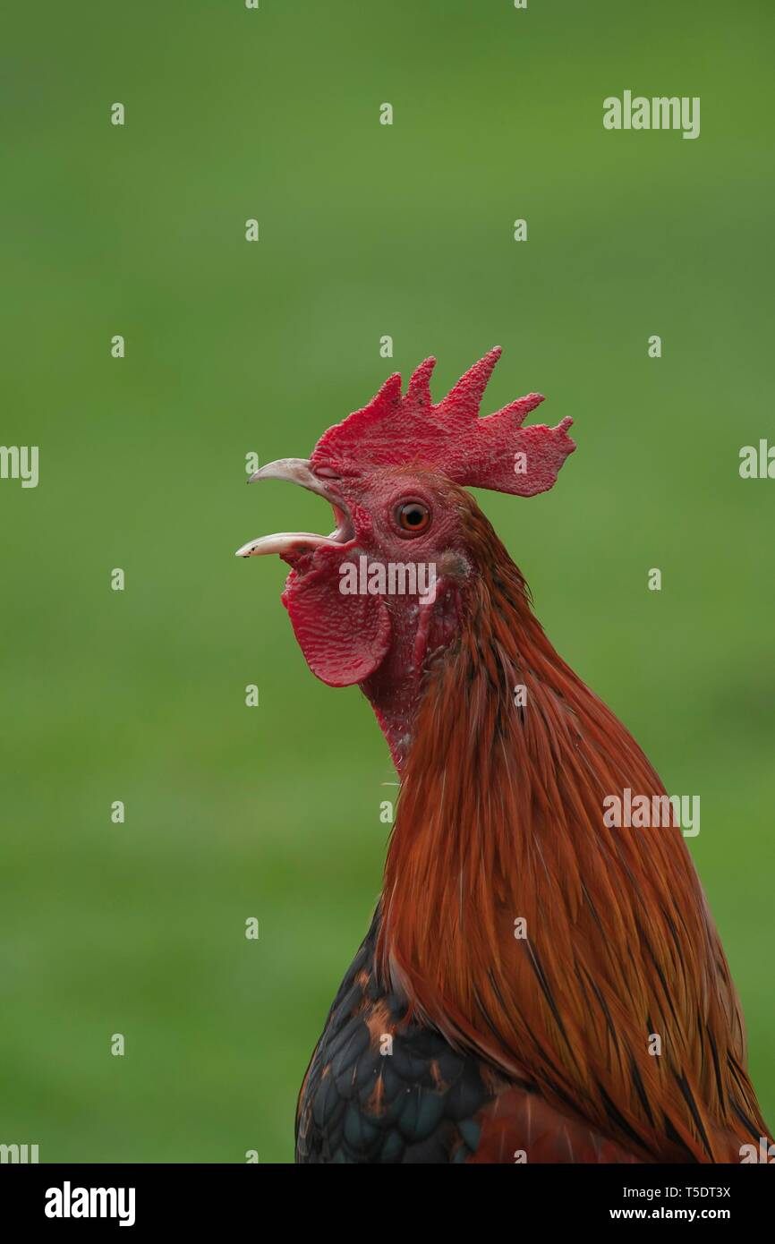 Cockerel (Gallus gallus) calling, animal portrait, Suffolk, England ...