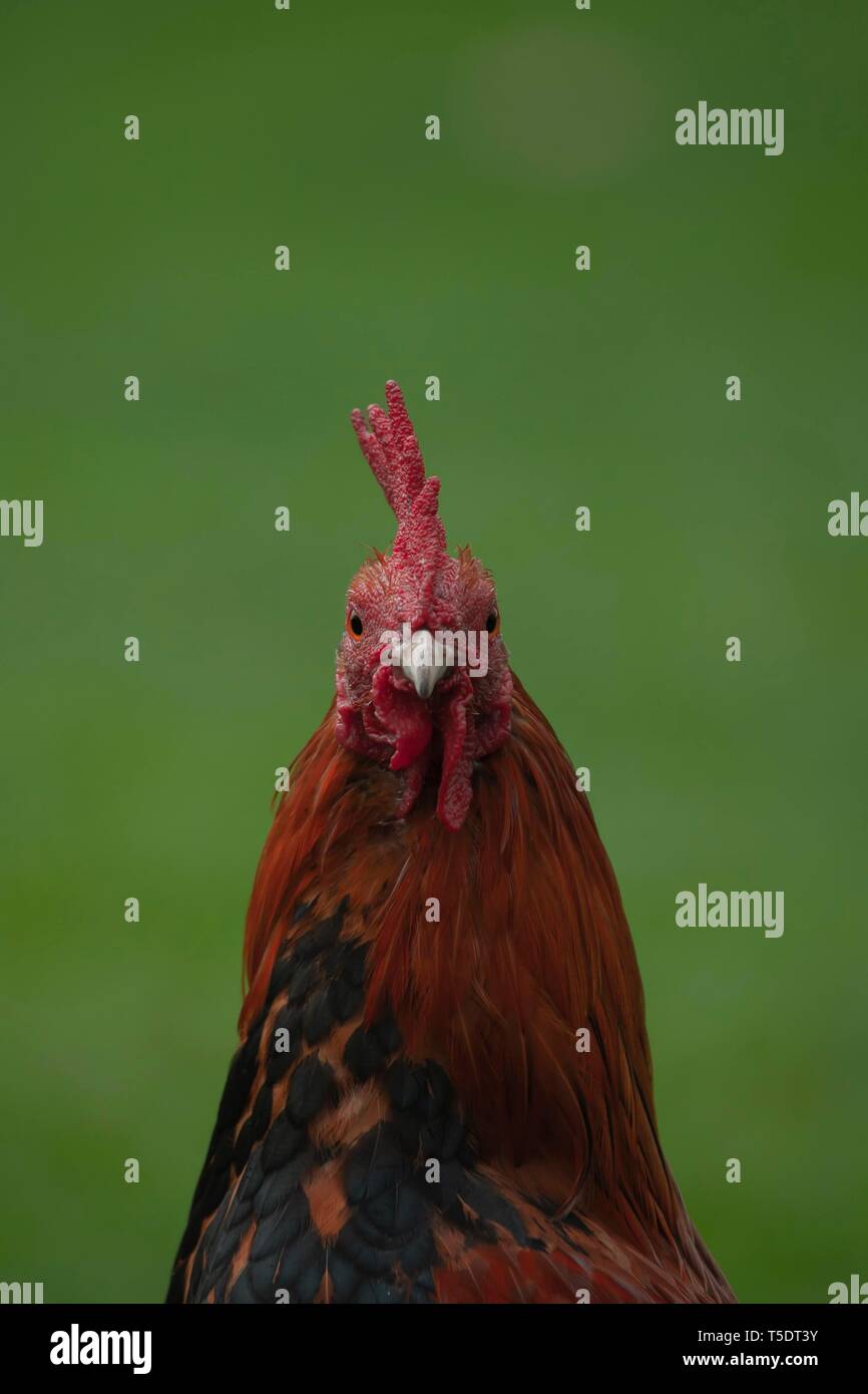 Cockerel (Gallus gallus domesticus), direct look, animal portrait ...
