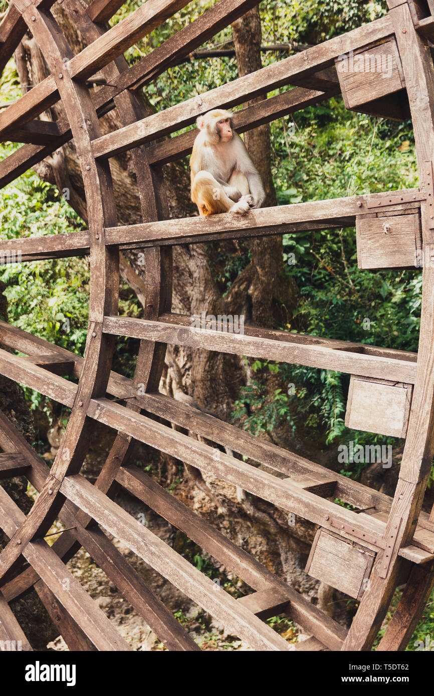 Wild macaque monkey sitting on wooden wheel Stock Photo - Alamy